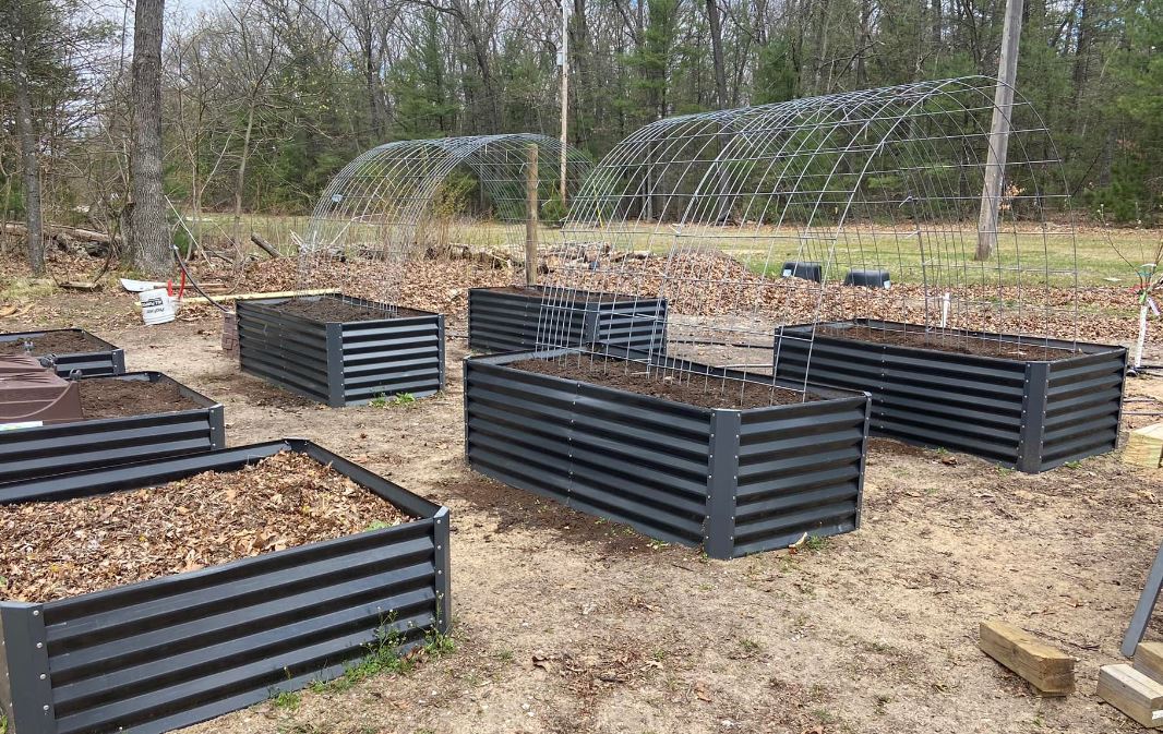 Growing Onions From Seed: From Germination To Harvest – All The Best ...
