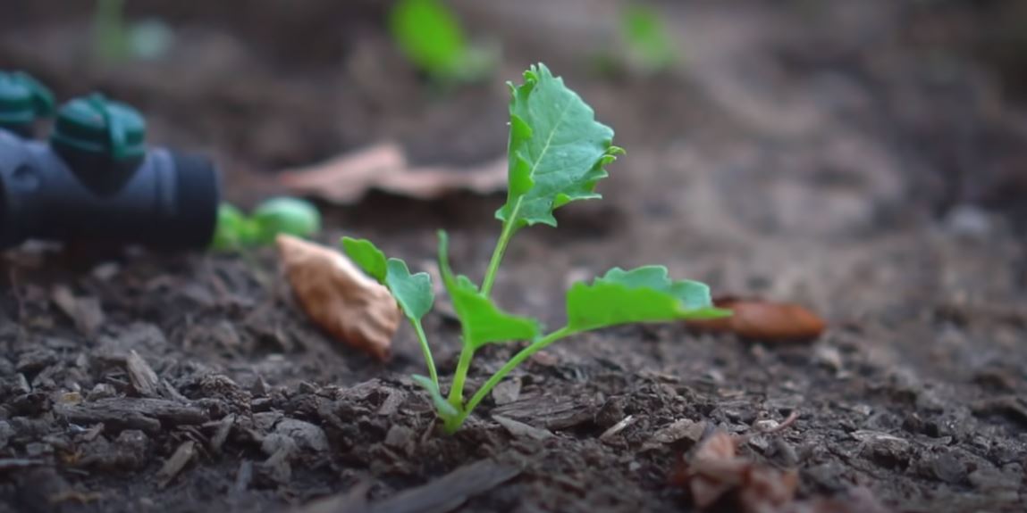 How To Grow Kale: From Seed To Harvesting – Bring Justice For Your Kale ...